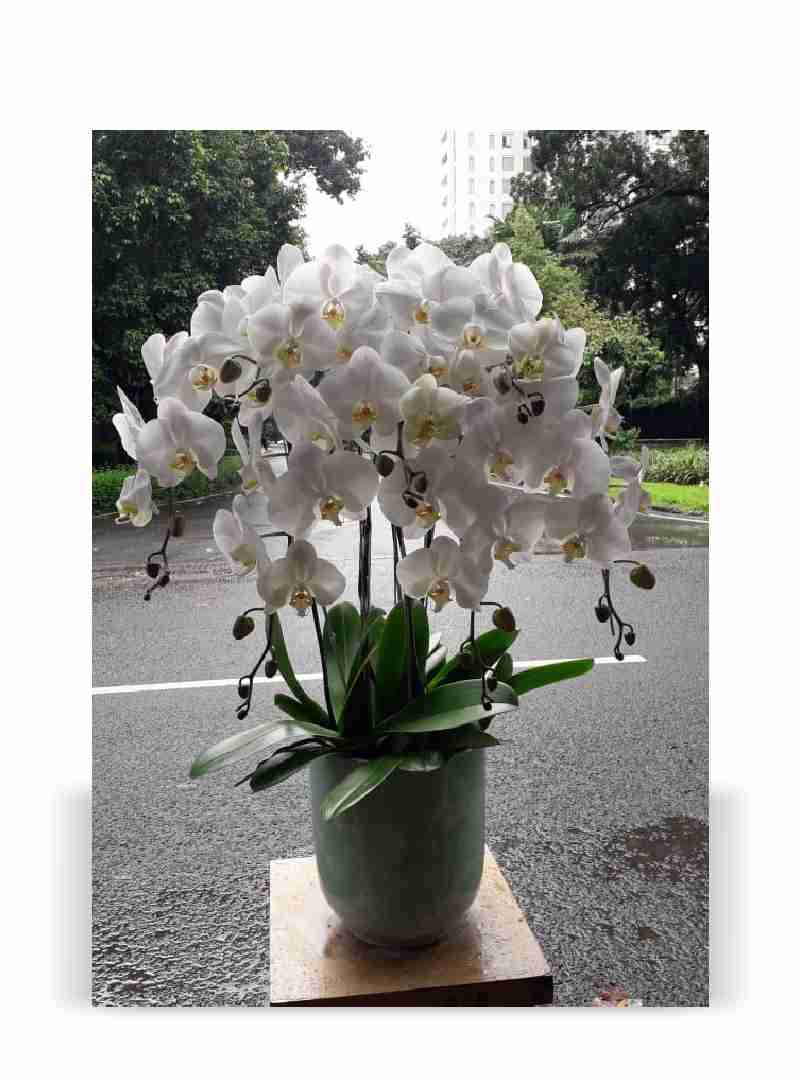 Bunga anggrek putih - Tuku Kembang