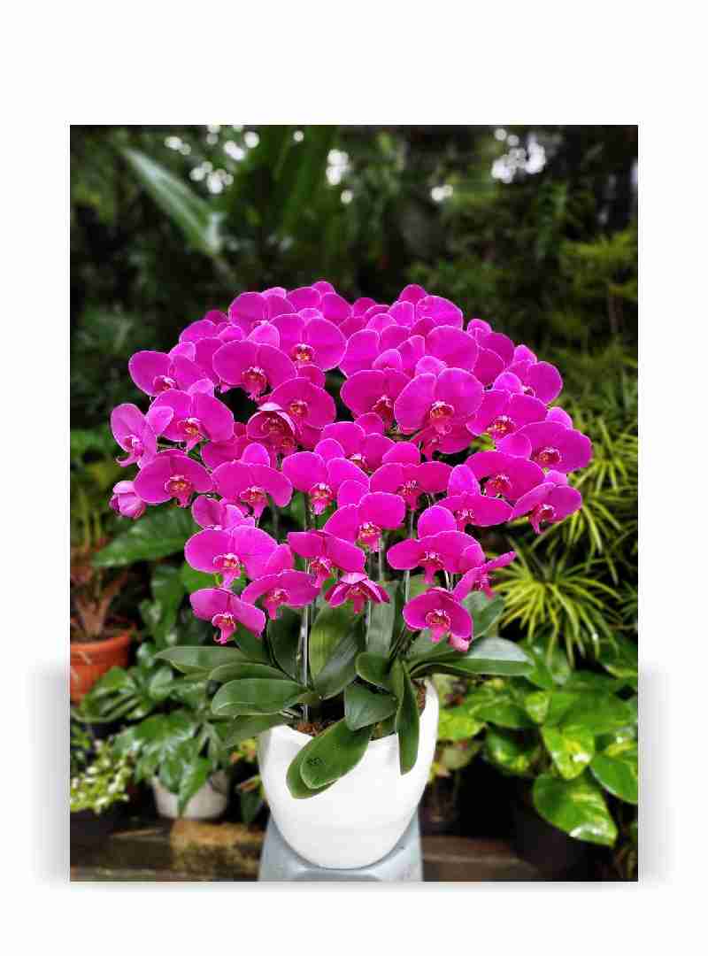 Karangan bunga anggrek bulan - Tuku Kembang