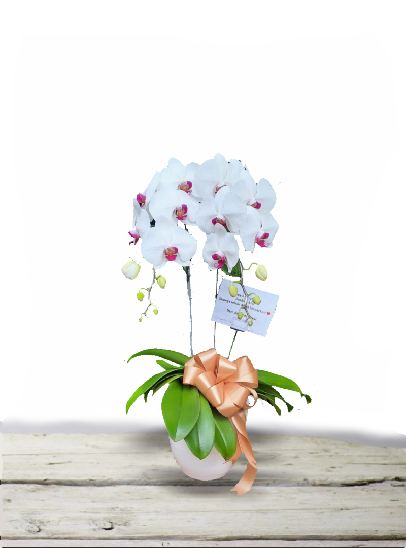 Rangkaian bunga anggrek bulan dua tangkai- Tuku Kembang