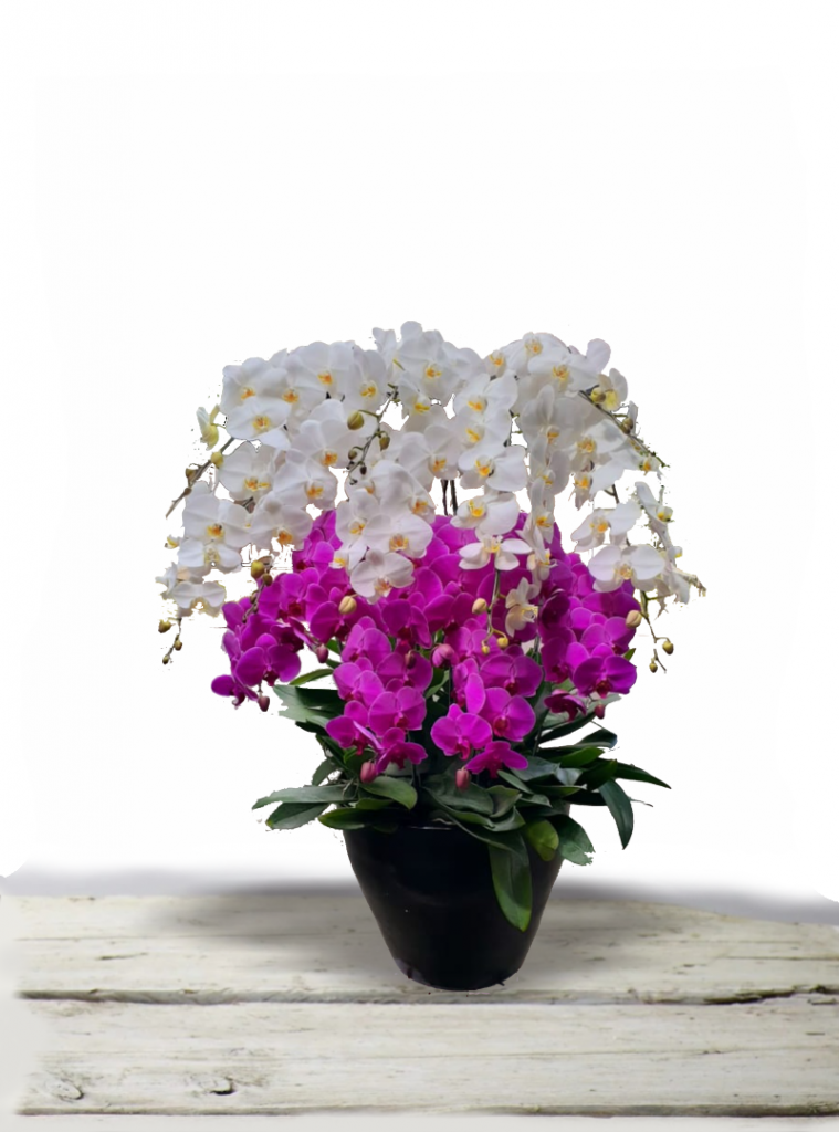 Rangkaian bunga anggrek bulan 10 tangkai