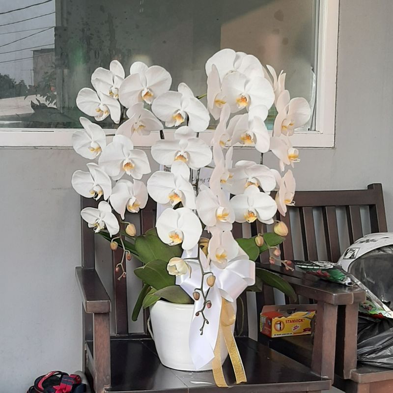 Anggrek putih- Tuku Kembang